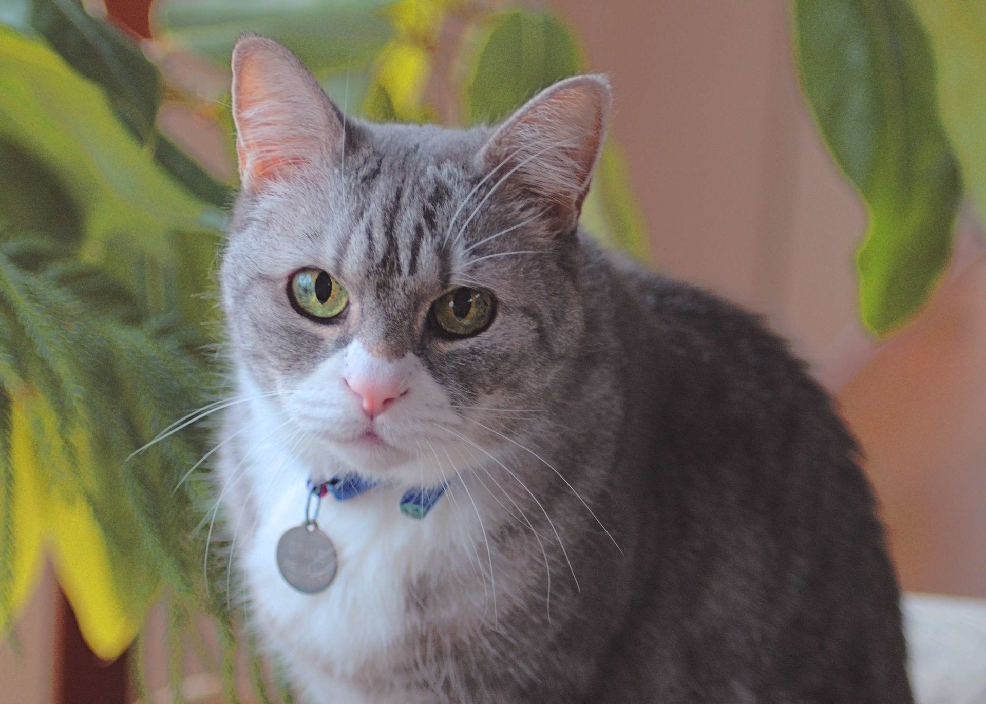 Spike's Online Pet Memorial | Morris Animal Foundation