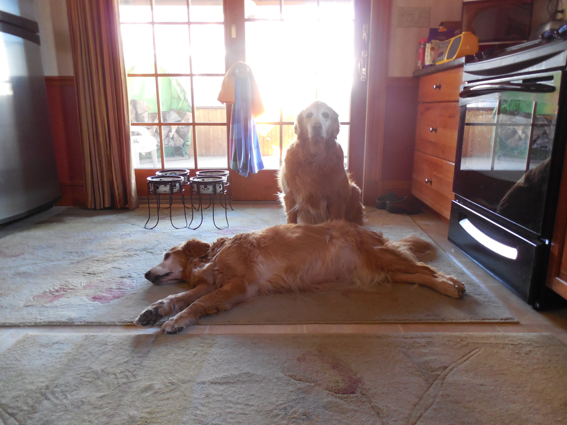 Sadie and Sarah's Online Pet Memorial | Morris Animal Foundation