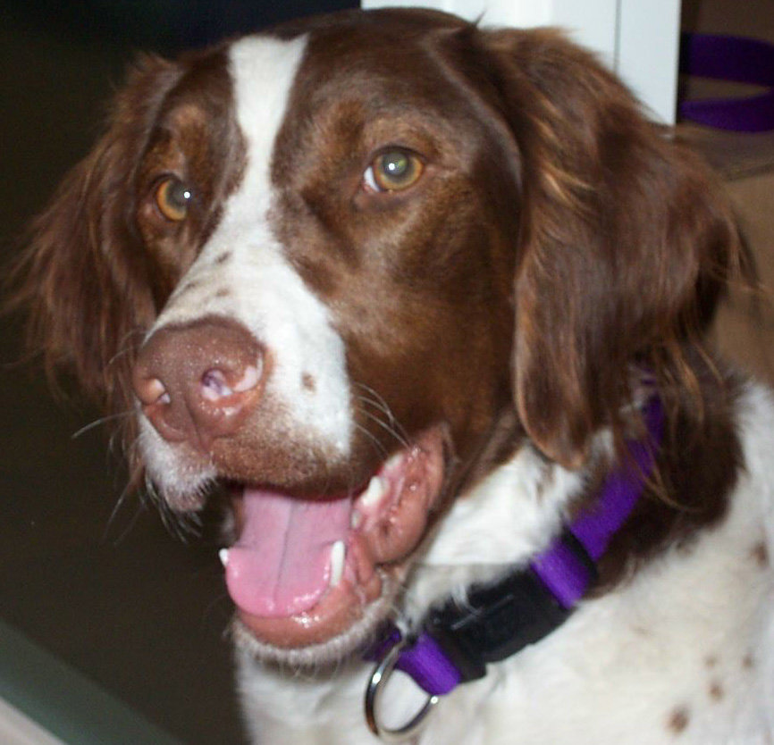 Vic(toria)'s Online Pet Memorial | Morris Animal Foundation