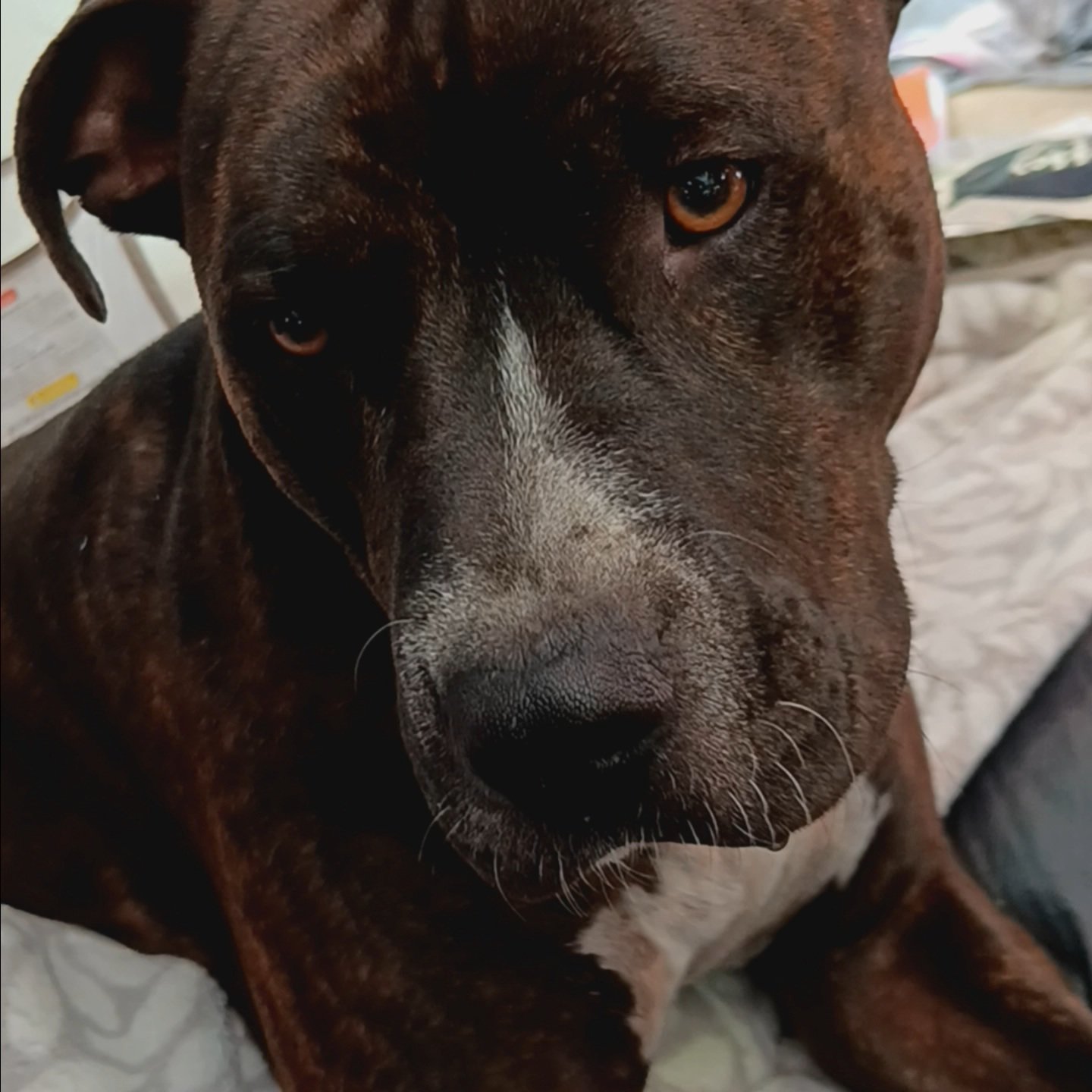 Hero's Online Pet Memorial | Morris Animal Foundation