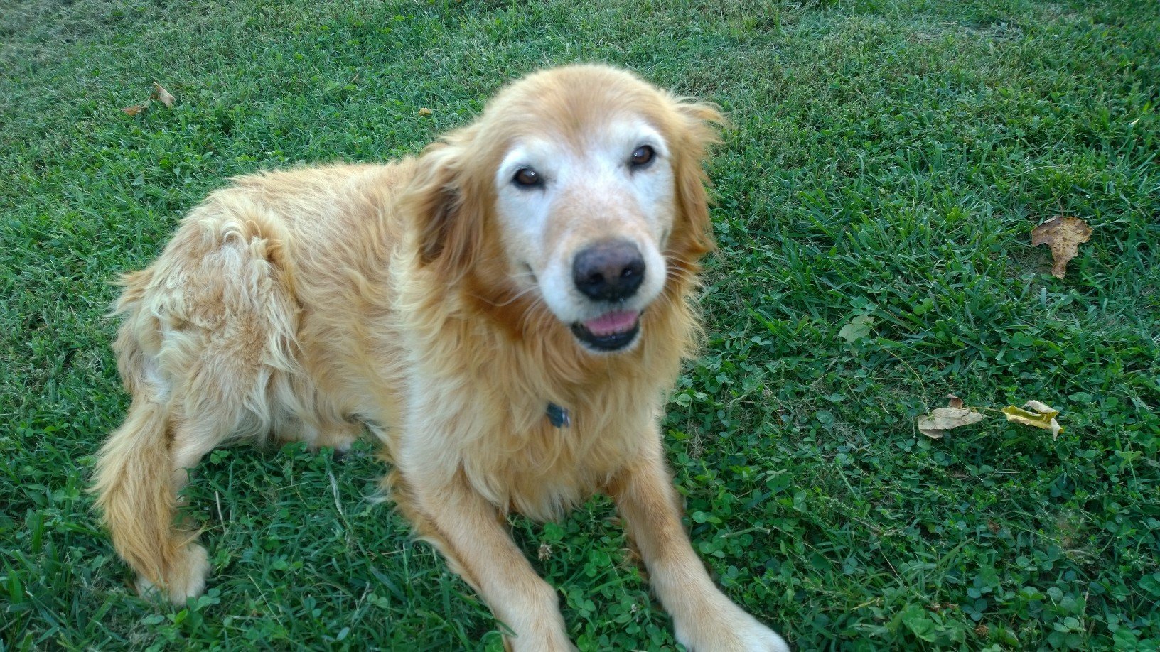 Leslie's Beautiful Buddy's Online Pet Memorial | Morris Animal Foundation