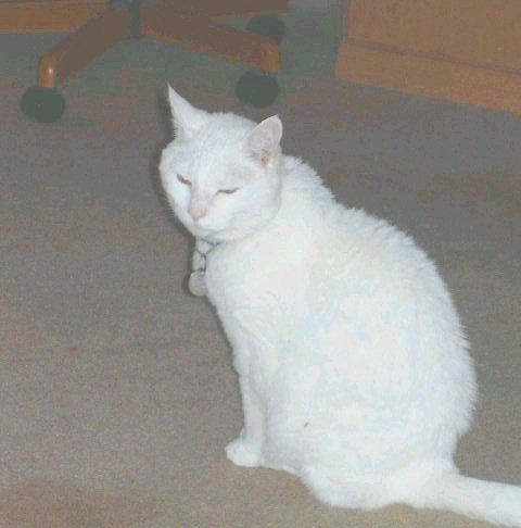 WINSTON's Online Pet Memorial | Morris Animal Foundation