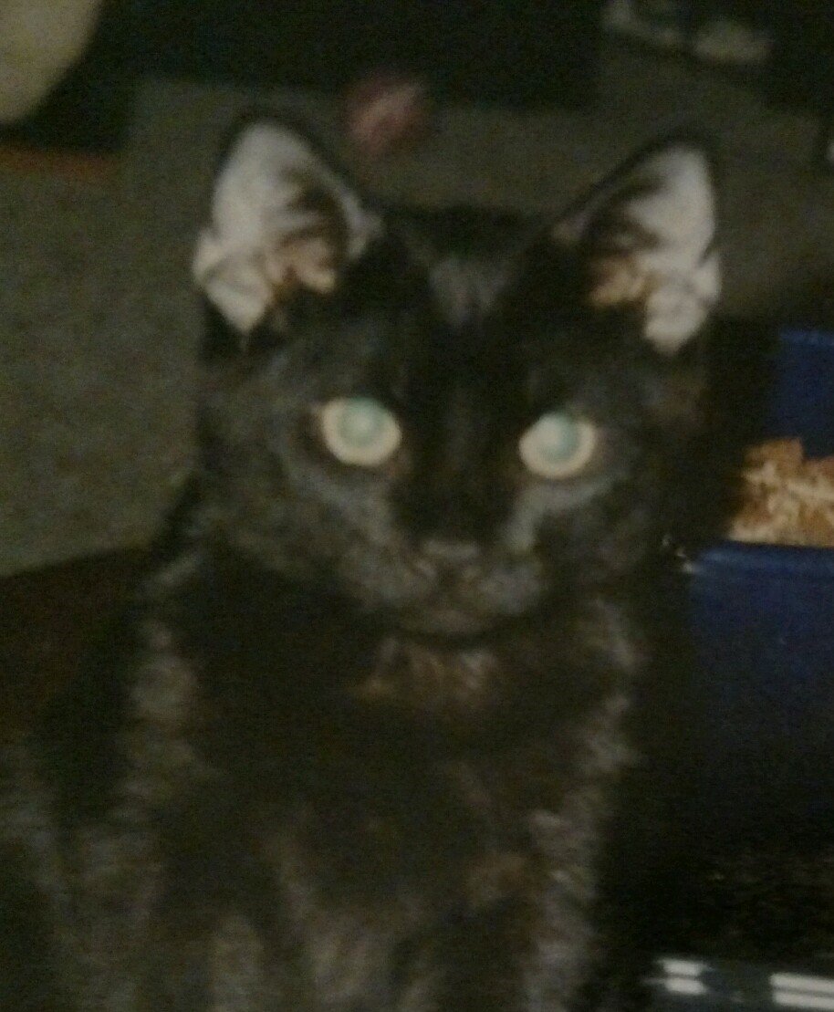 Zeus's Online Pet Memorial | Morris Animal Foundation