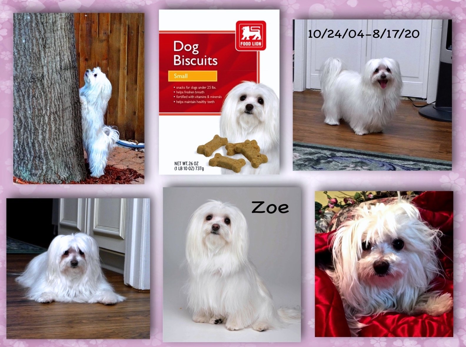 Zoe's Online Pet Memorial | Morris Animal Foundation