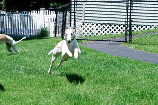 Chester's Online Pet Memorial | Morris Animal Foundation