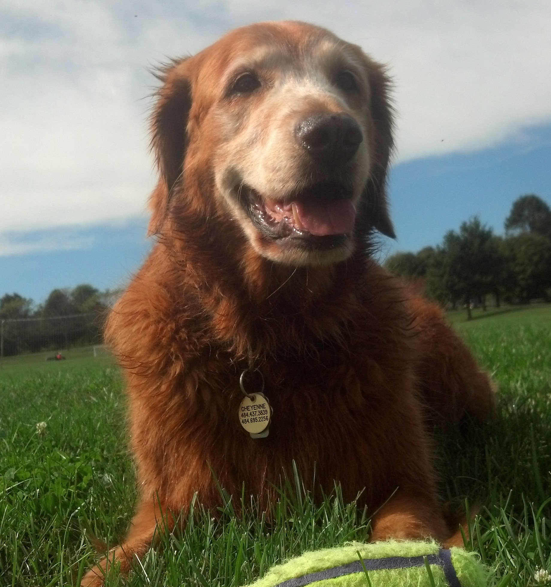 Cheyenne's Online Pet Memorial | Morris Animal Foundation