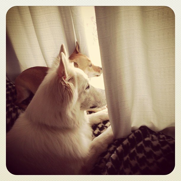 Duma's Online Pet Memorial | Morris Animal Foundation