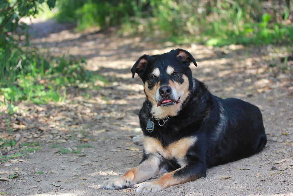 Duncan's Online Pet Memorial | Morris Animal Foundation