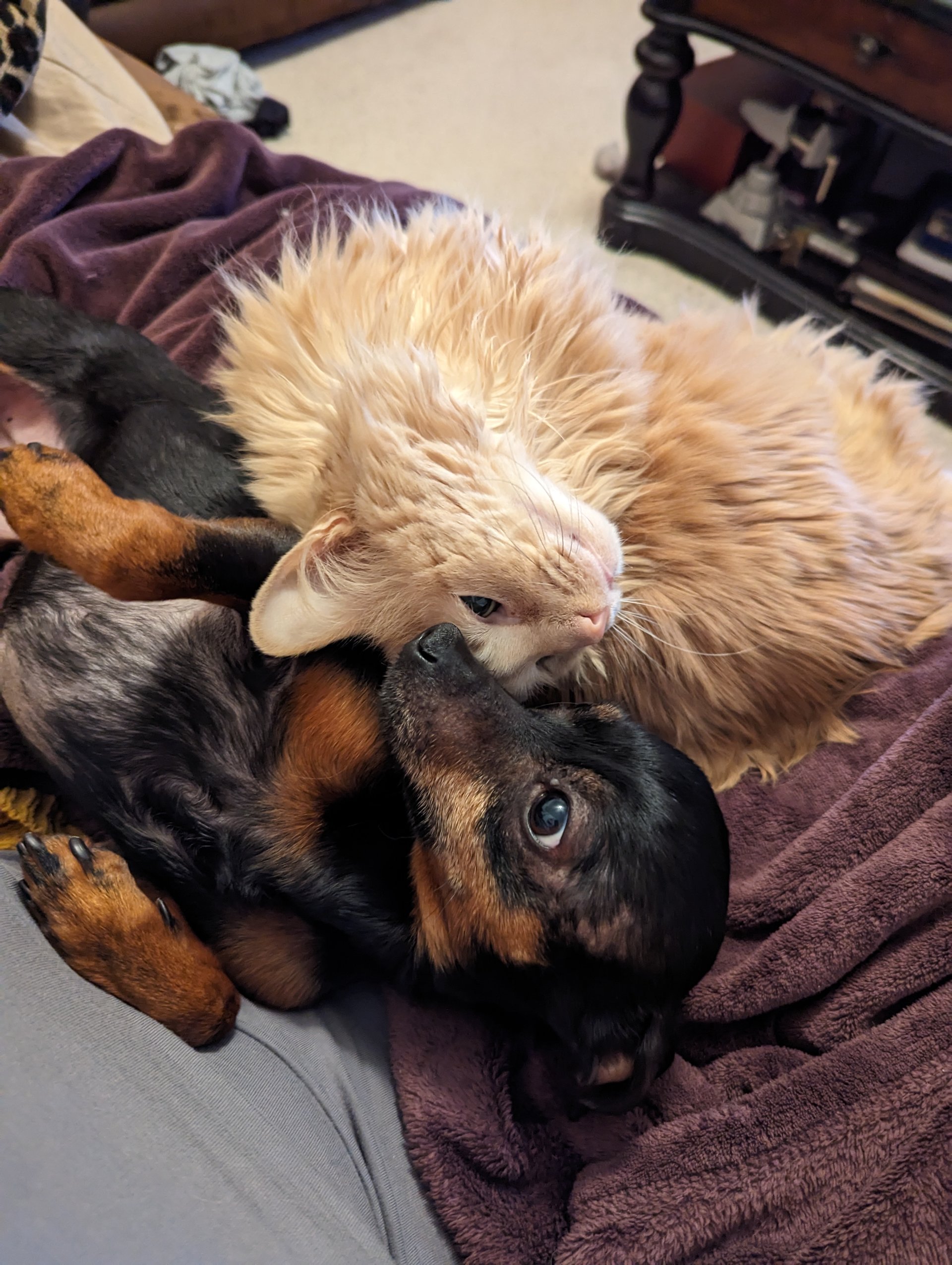 Finnegan's Online Pet Memorial | Morris Animal Foundation