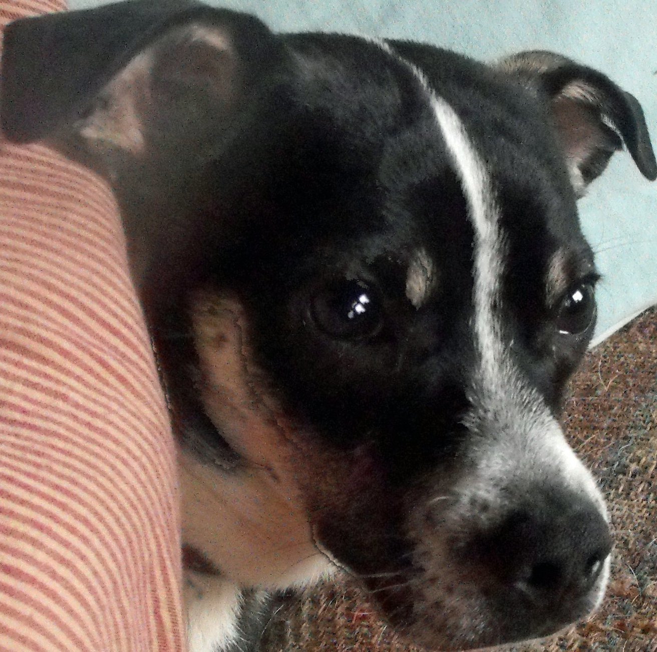 Gizmo the Great's Online Pet Memorial | Morris Animal Foundation