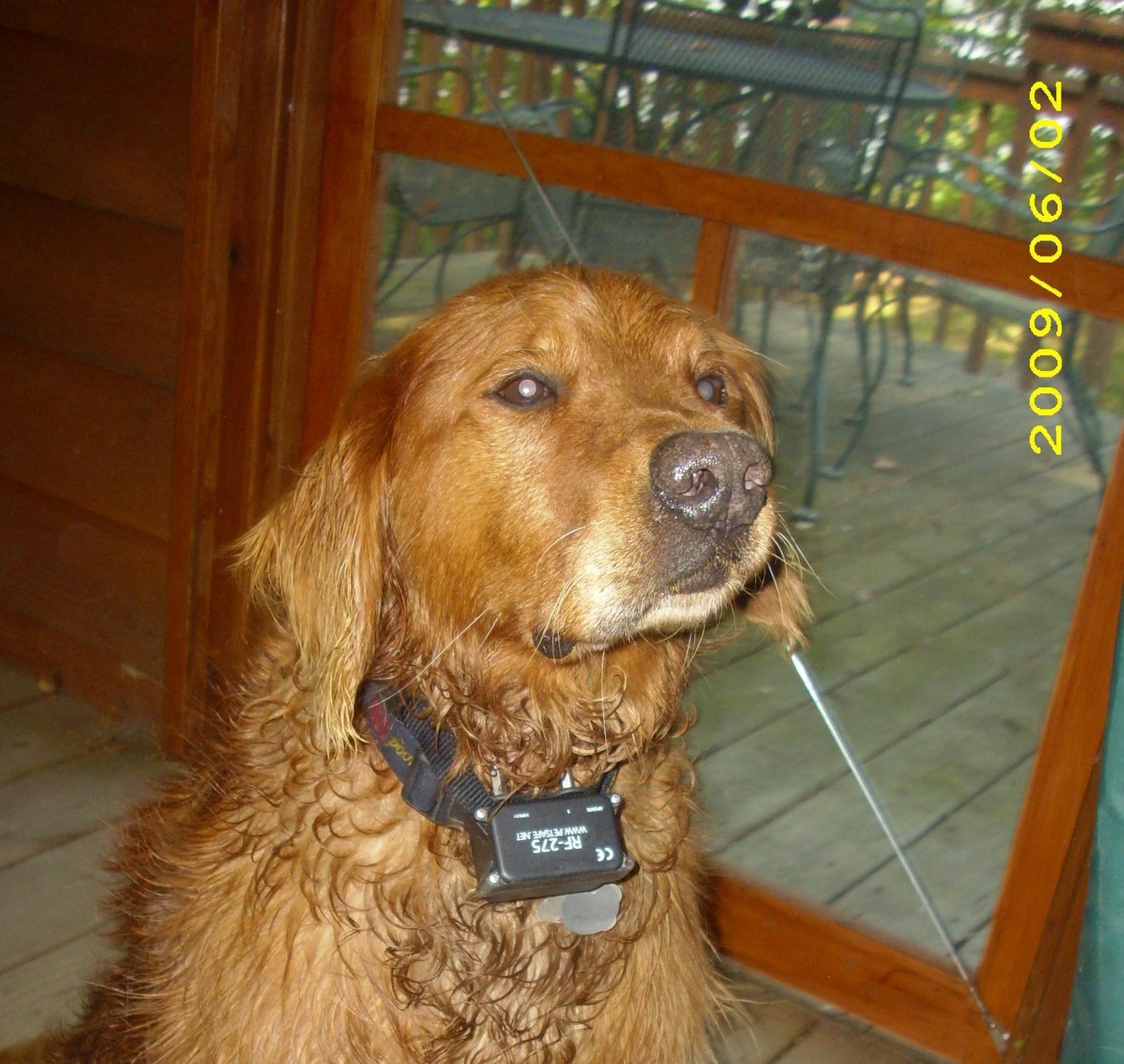 Goldy's Online Pet Memorial | Morris Animal Foundation