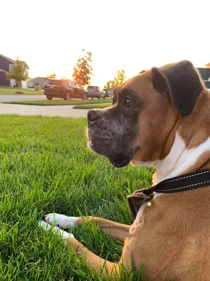 Hal's Online Pet Memorial | Morris Animal Foundation