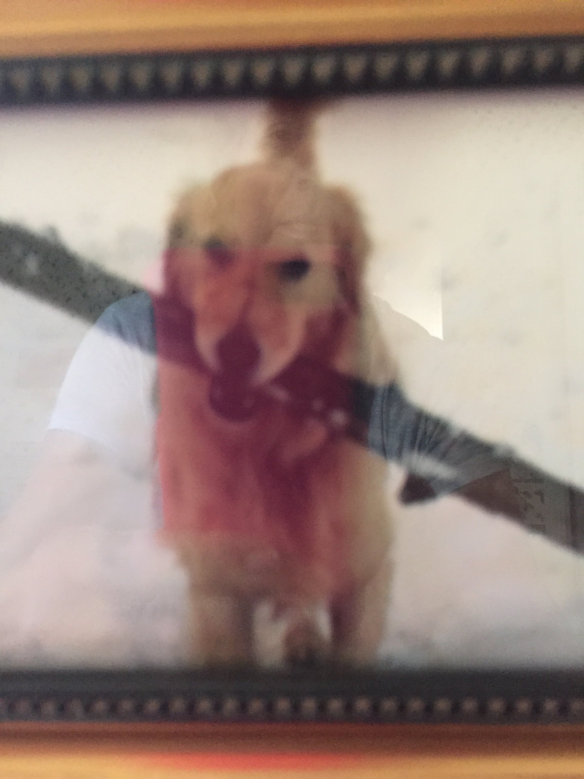 Nala's Online Pet Memorial | Morris Animal Foundation