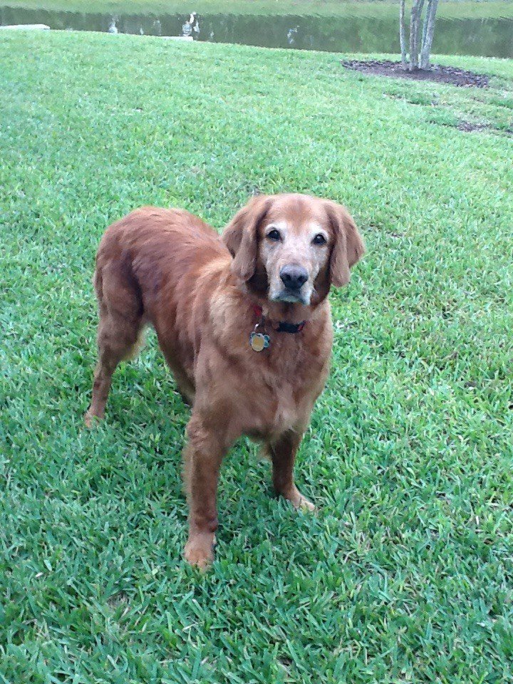 Chauncey's Online Pet Memorial | Morris Animal Foundation