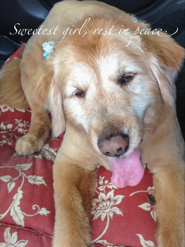 Lucy Pakenas's Online Pet Memorial | Morris Animal Foundation