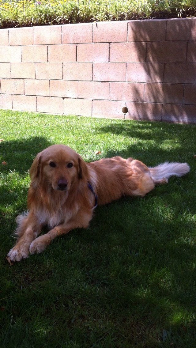 Charlie's Online Pet Memorial | Morris Animal Foundation