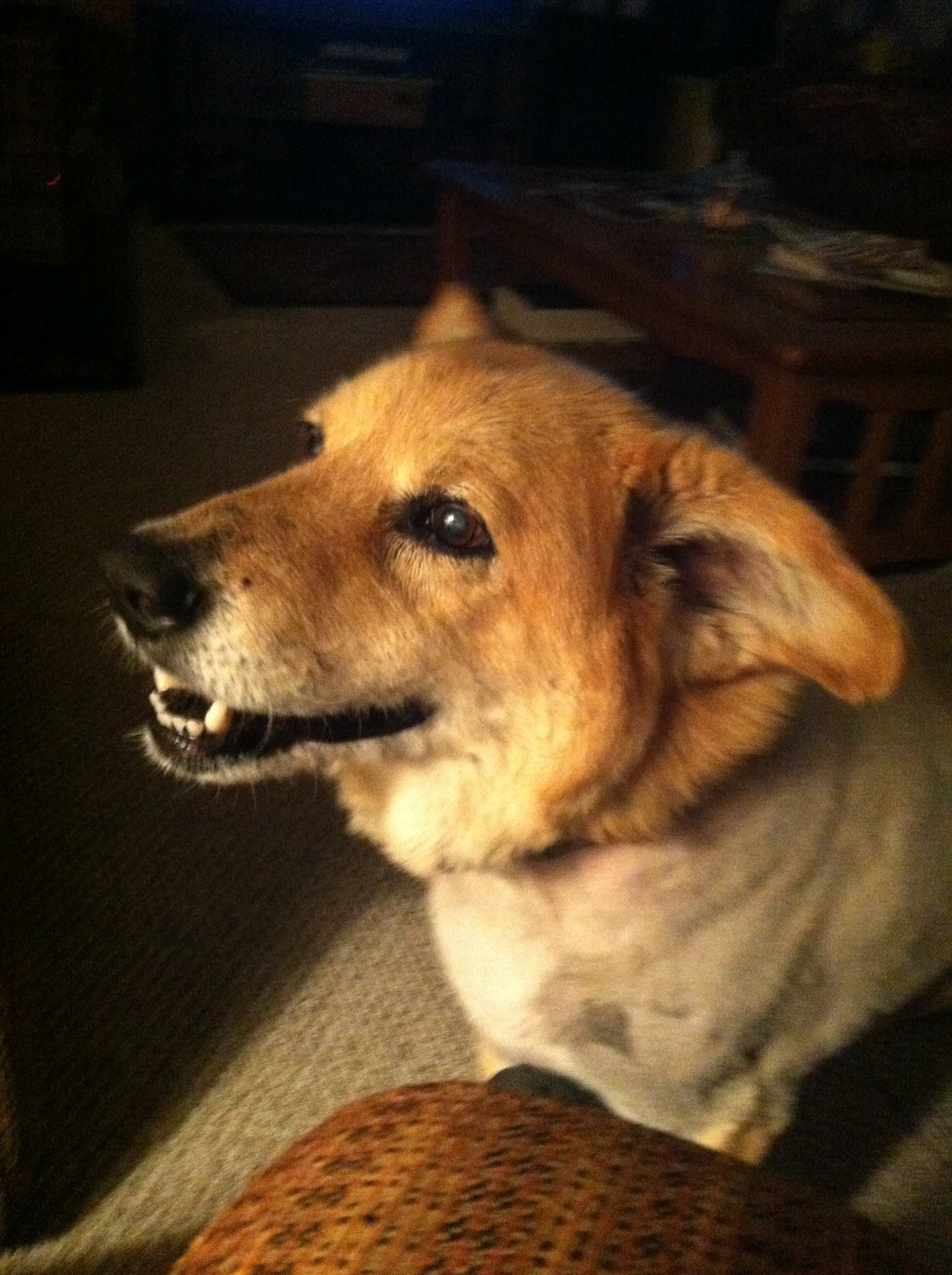 Buddy Roe's Online Pet Memorial | Morris Animal Foundation