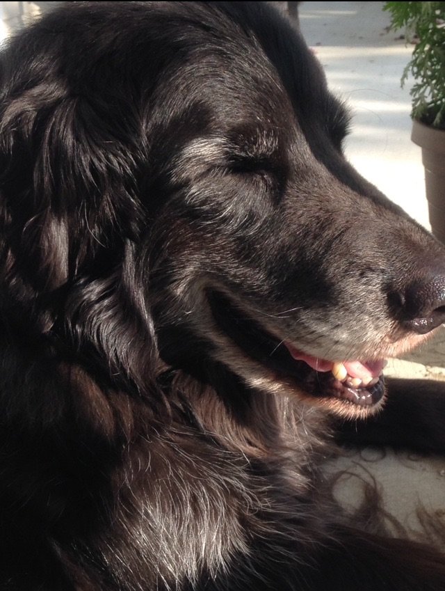 Chance's Online Pet Memorial | Morris Animal Foundation