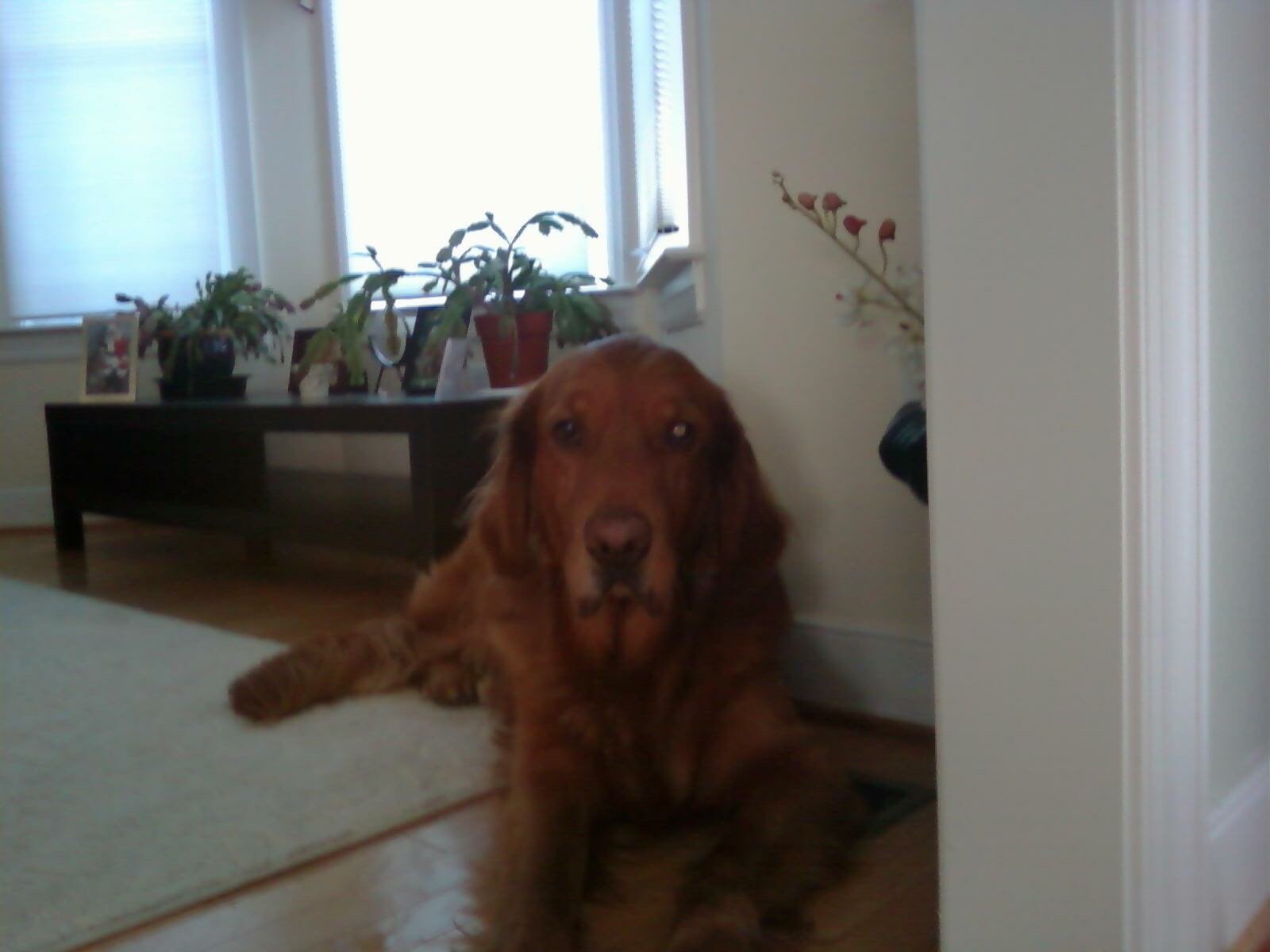 Max's Online Pet Memorial | Morris Animal Foundation