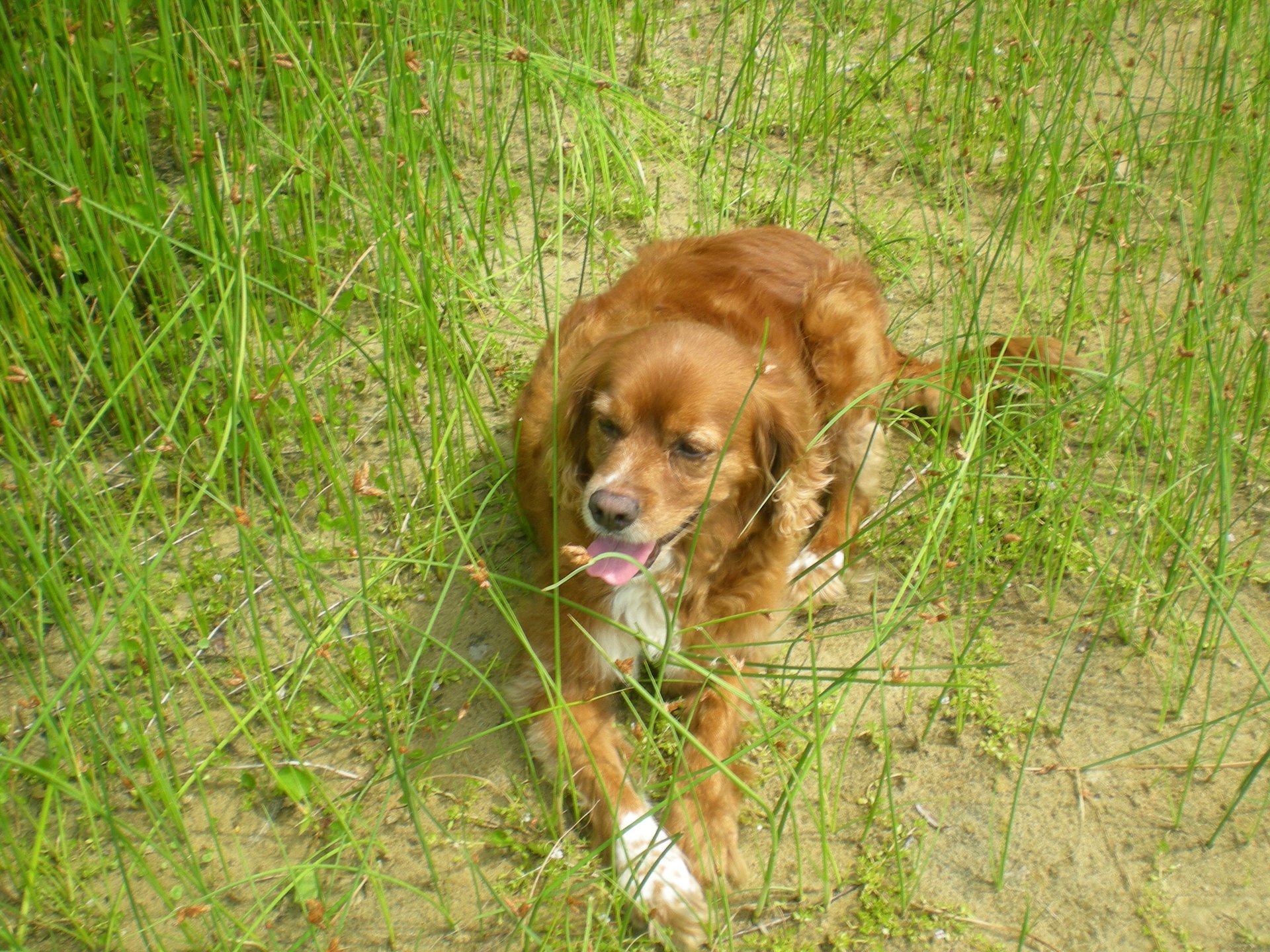 Buffy's Online Pet Memorial | Morris Animal Foundation