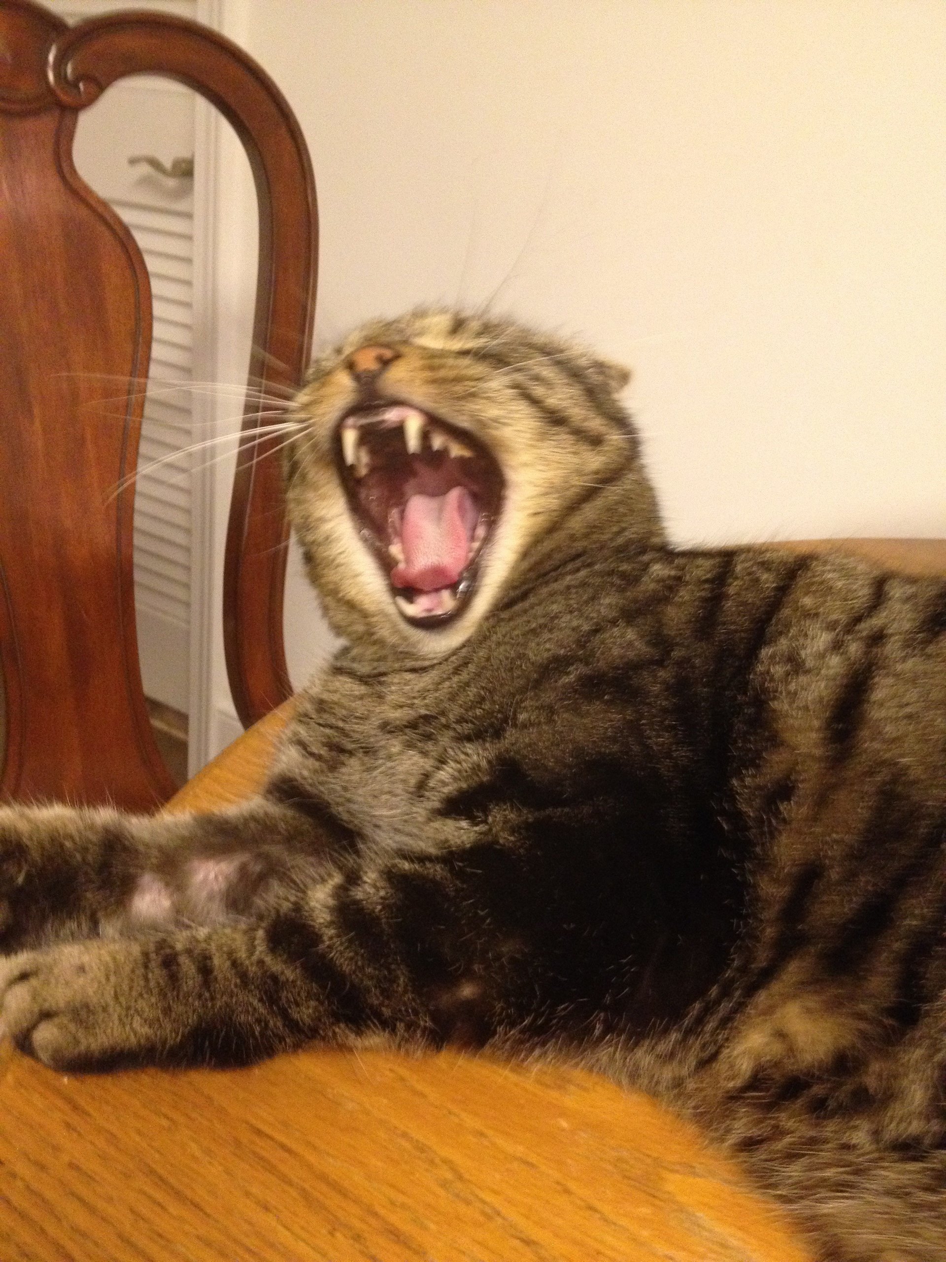 Optimus's Online Pet Memorial | Morris Animal Foundation