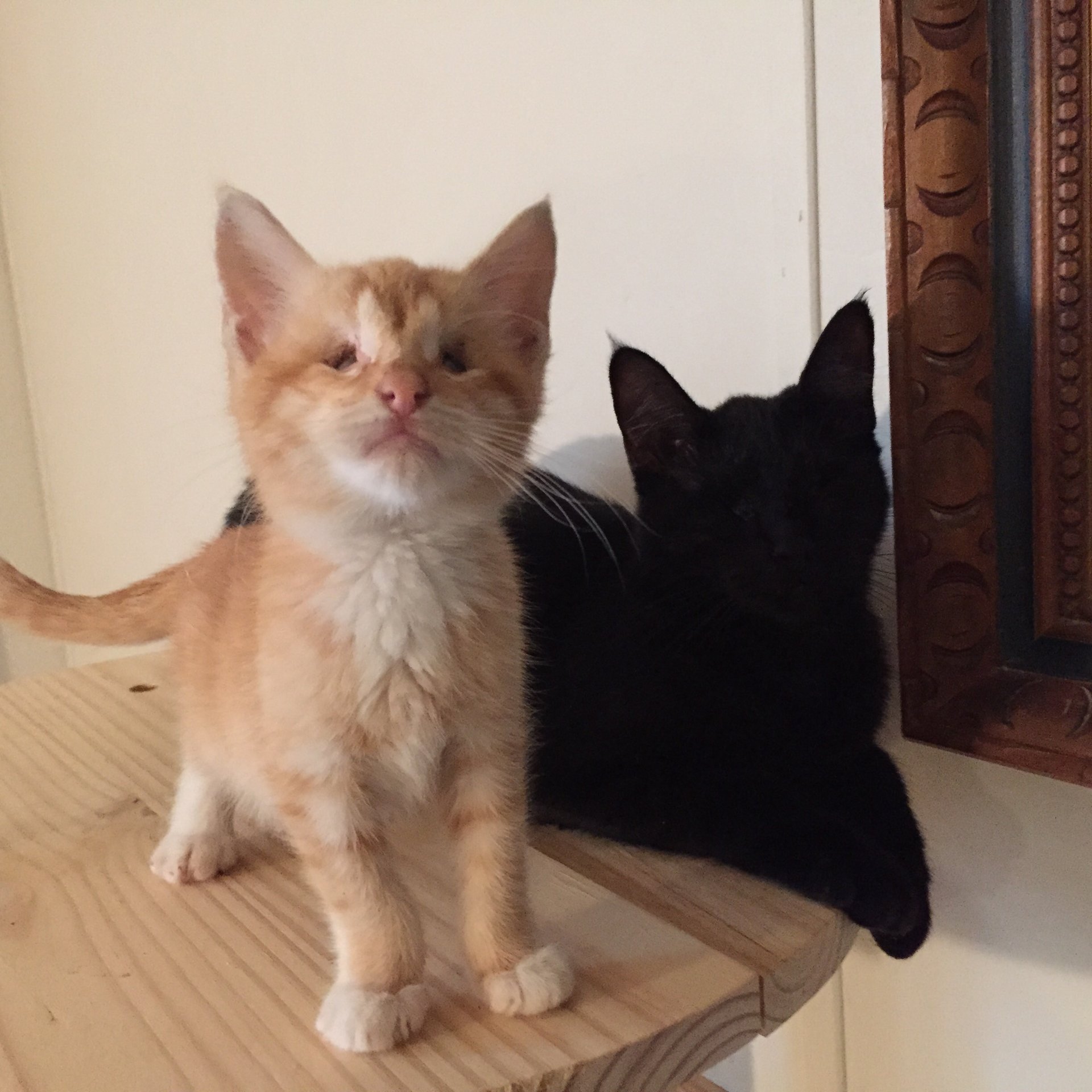 ray's Online Pet Memorial | Morris Animal Foundation