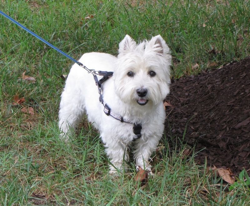 Chase's Online Pet Memorial | Morris Animal Foundation