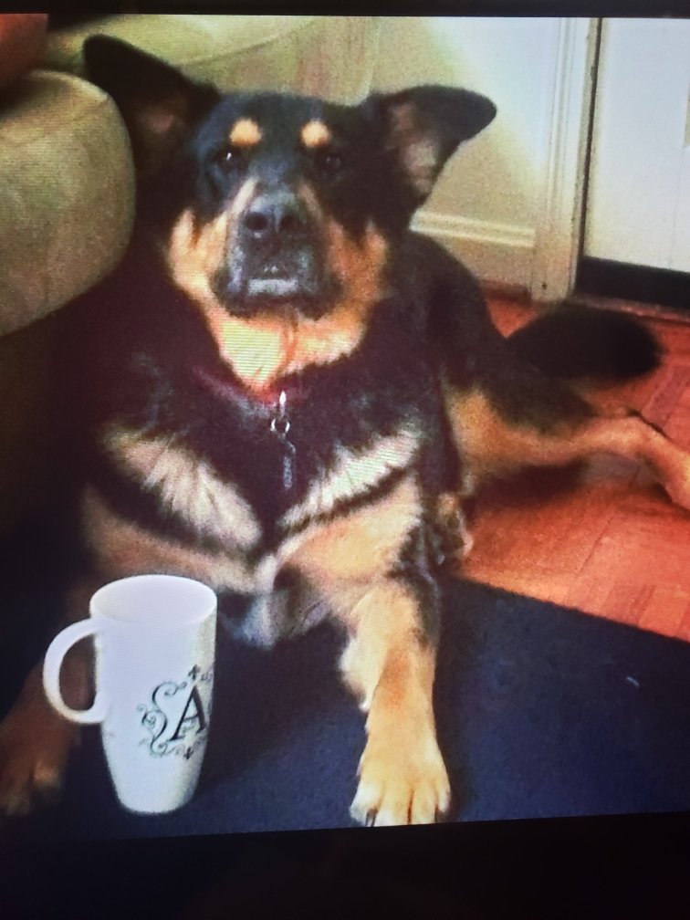 ENZO's Online Pet Memorial | Morris Animal Foundation