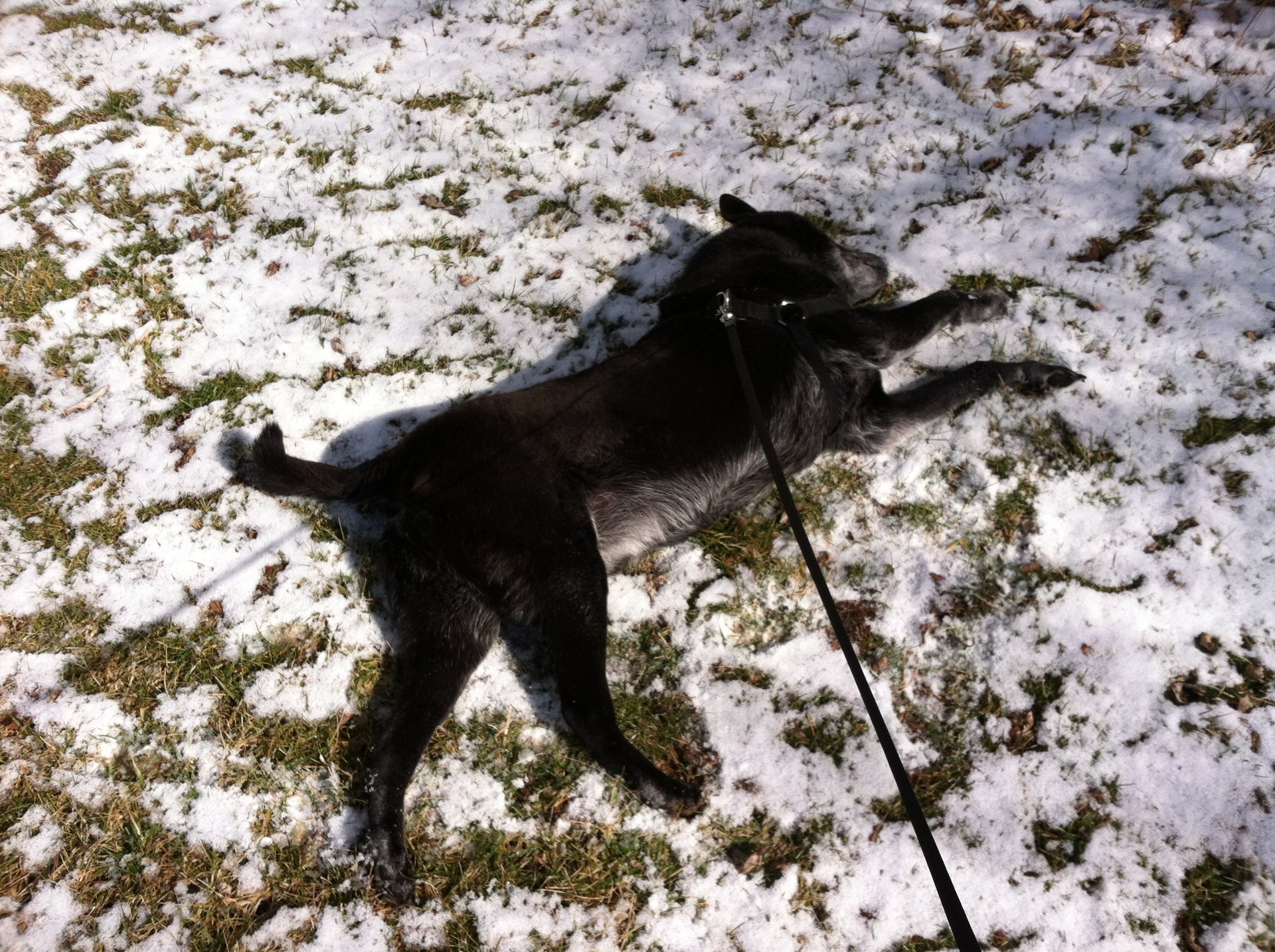 Buddy's Online Pet Memorial | Morris Animal Foundation