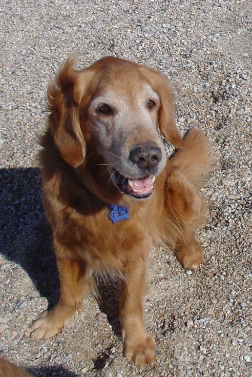 Jacoby's Online Pet Memorial | Morris Animal Foundation