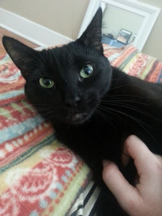 Kenobi's Online Pet Memorial | Morris Animal Foundation
