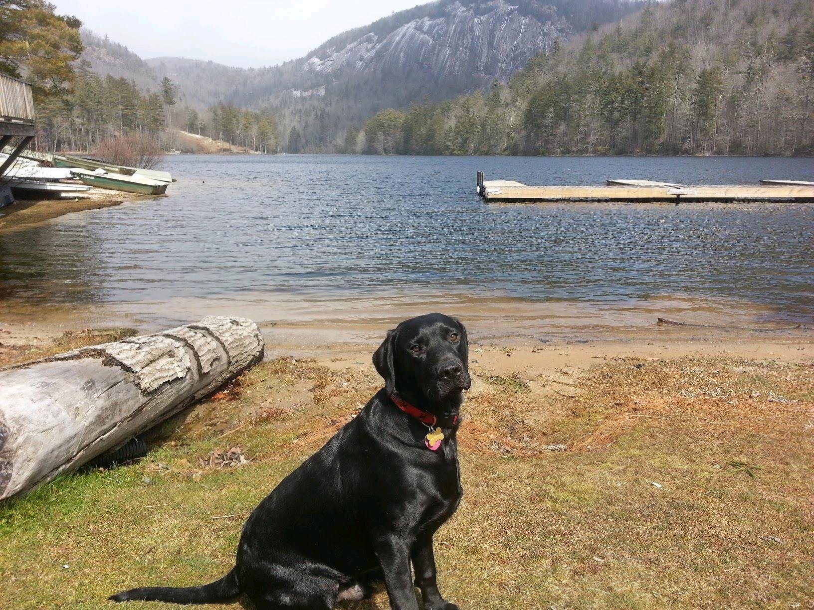 Shamus Morrill's Online Pet Memorial | Morris Animal Foundation