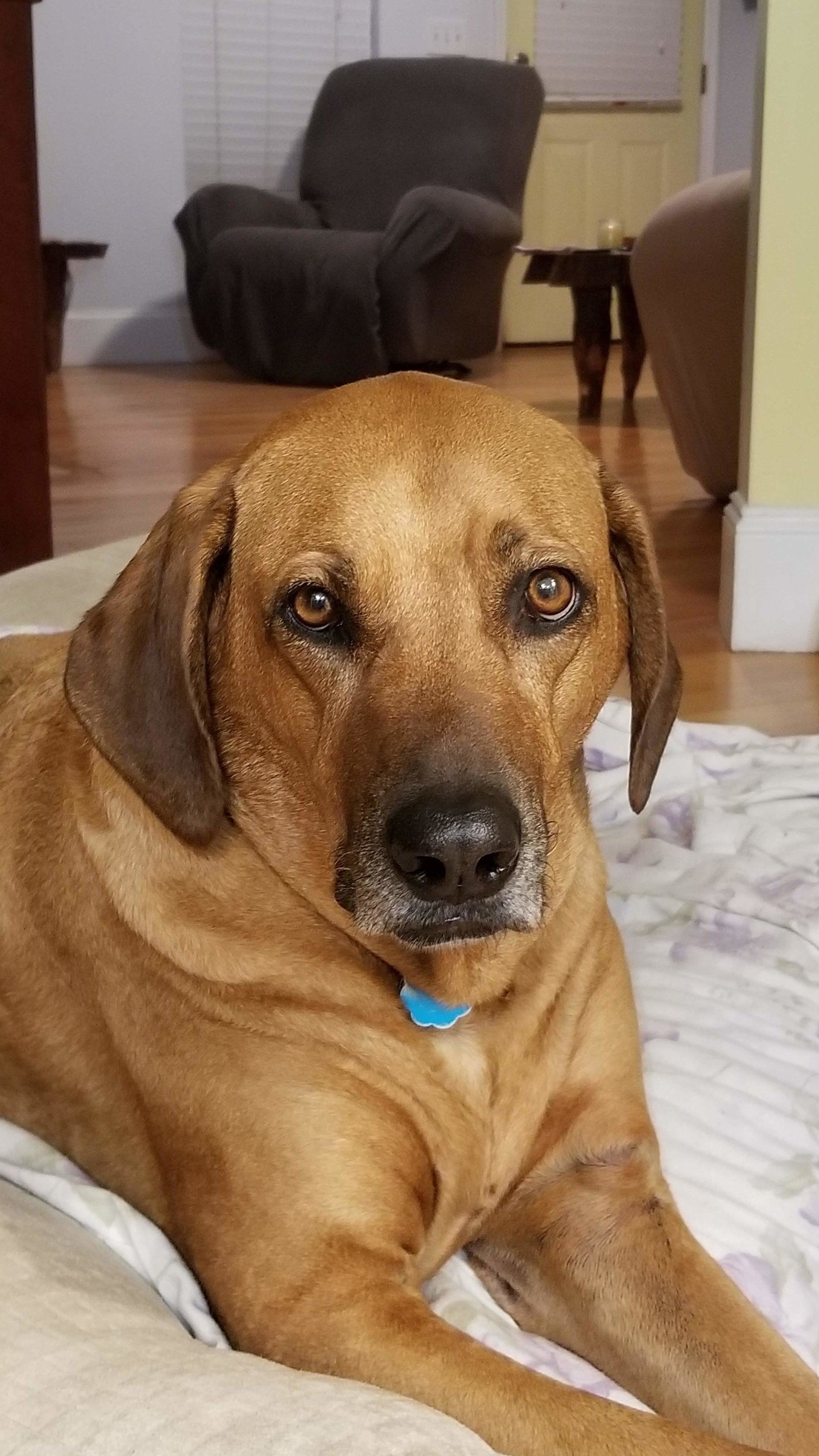 Sadie's Online Pet Memorial | Morris Animal Foundation