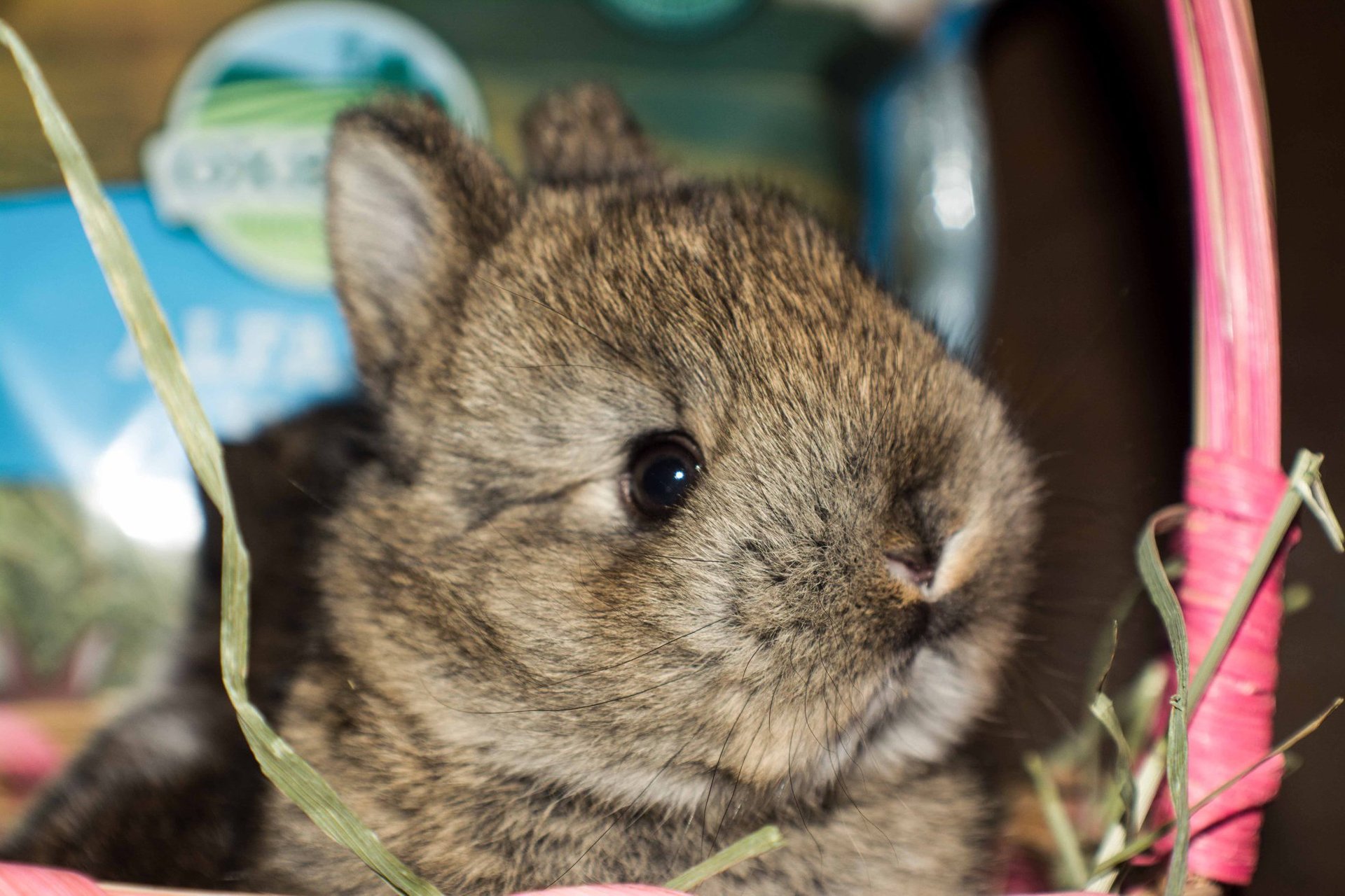 Patrick's Online Pet Memorial | Morris Animal Foundation