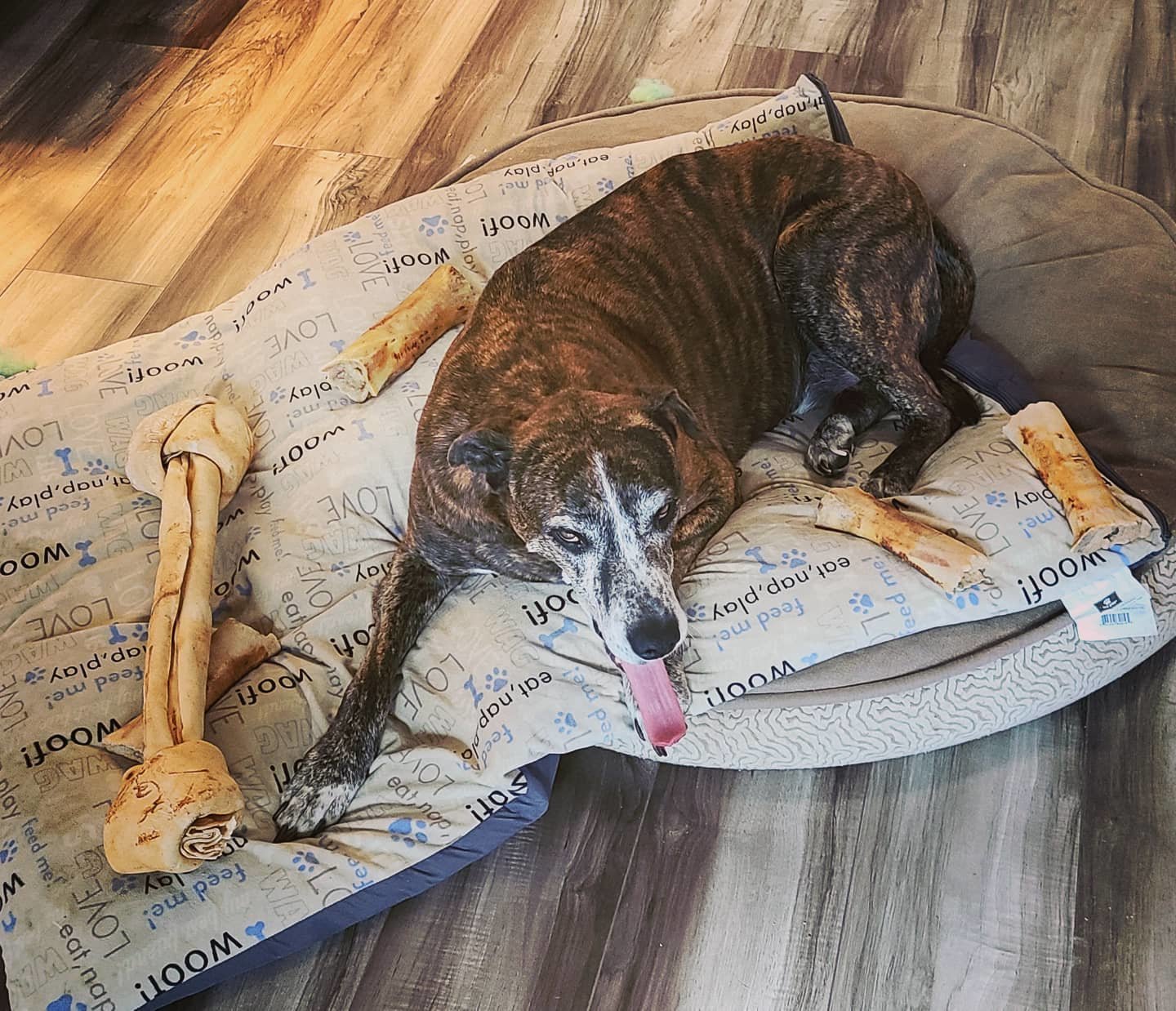 Paws's Online Pet Memorial | Morris Animal Foundation