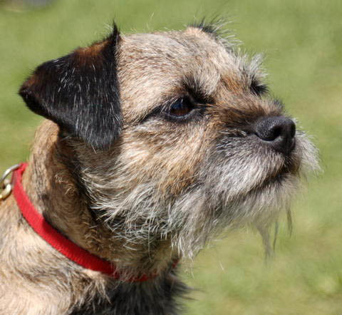 Sophie's Online Pet Memorial | Morris Animal Foundation