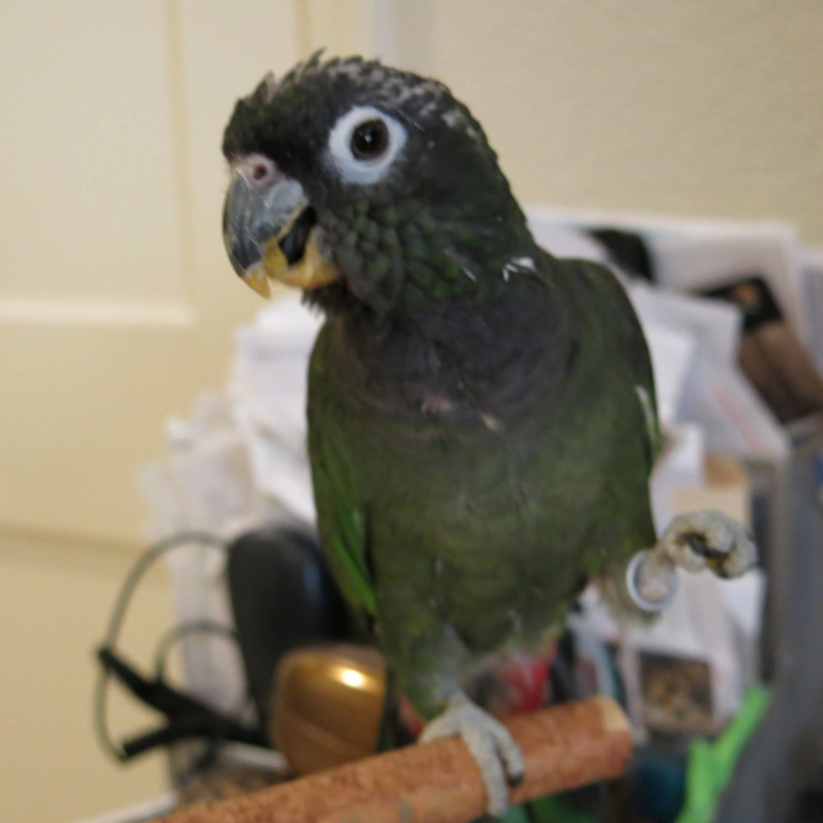 pteribird's Online Pet Memorial | Morris Animal Foundation