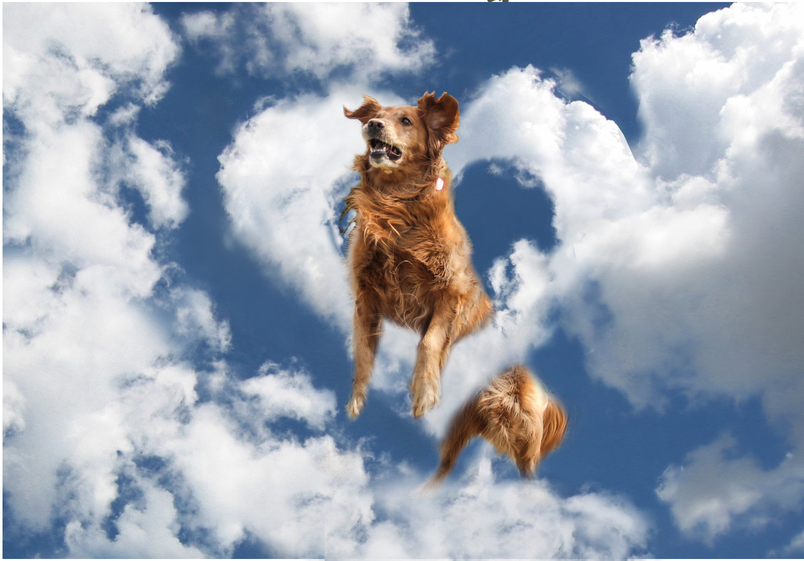 Polly's Online Pet Memorial | Morris Animal Foundation