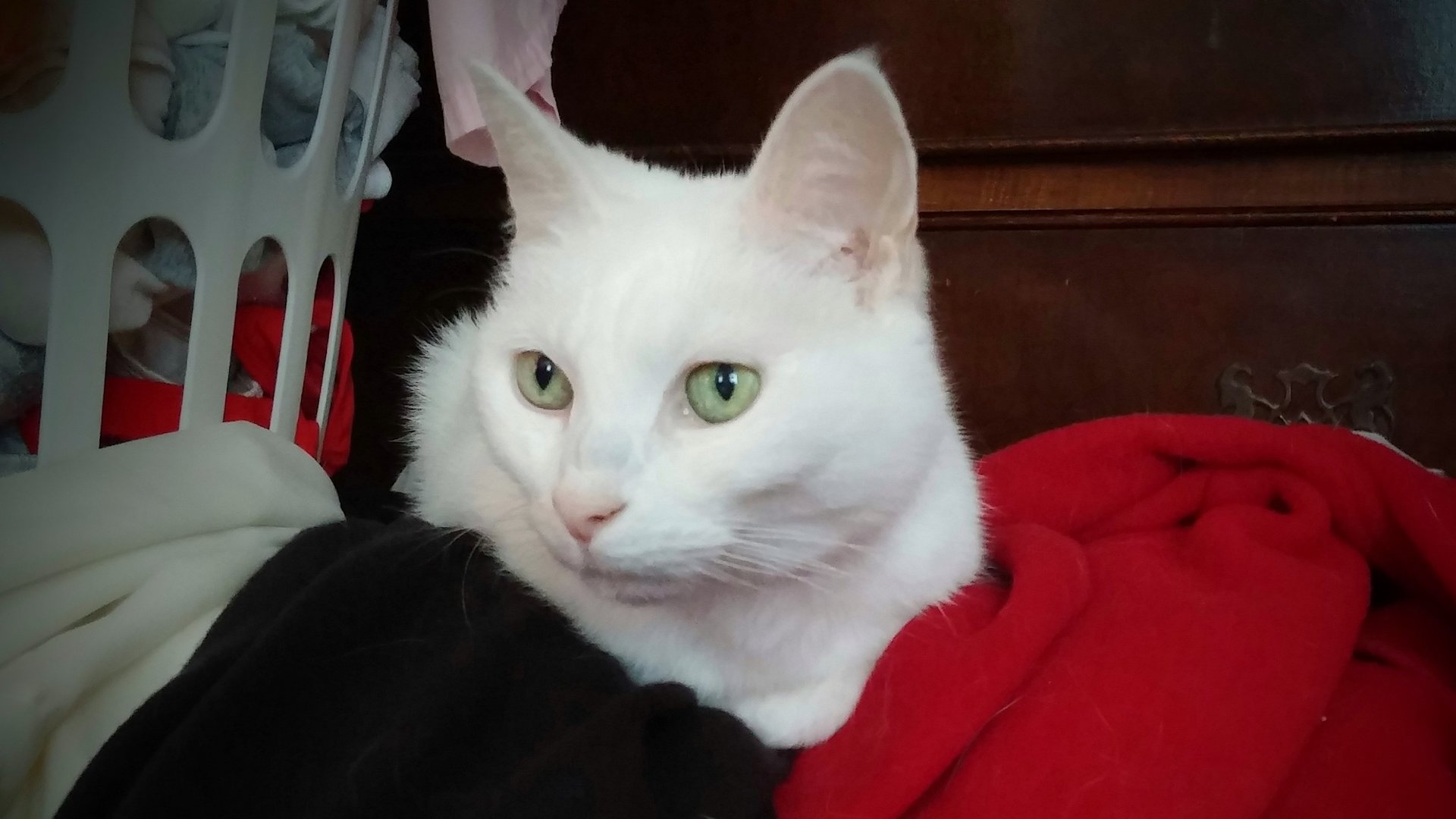 Purle's Online Pet Memorial | Morris Animal Foundation