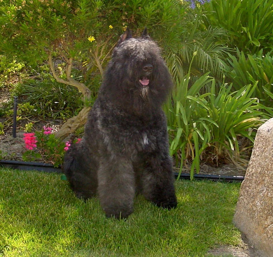 Riley's Online Pet Memorial | Morris Animal Foundation