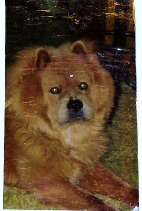 Shasta's Online Pet Memorial | Morris Animal Foundation