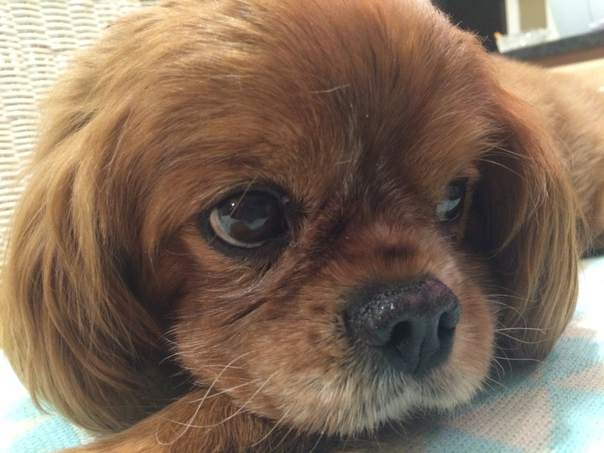 Shotzie's Online Pet Memorial | Morris Animal Foundation