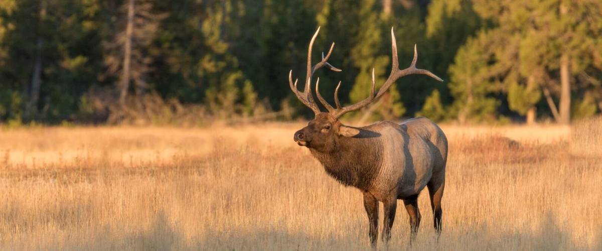 Prions – Zombies of the Infectious Disease World | Morris Animal Foundation