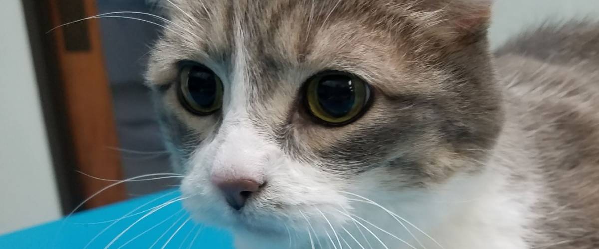 A Brave Cat Winning Her Fight Against Feline Cancer