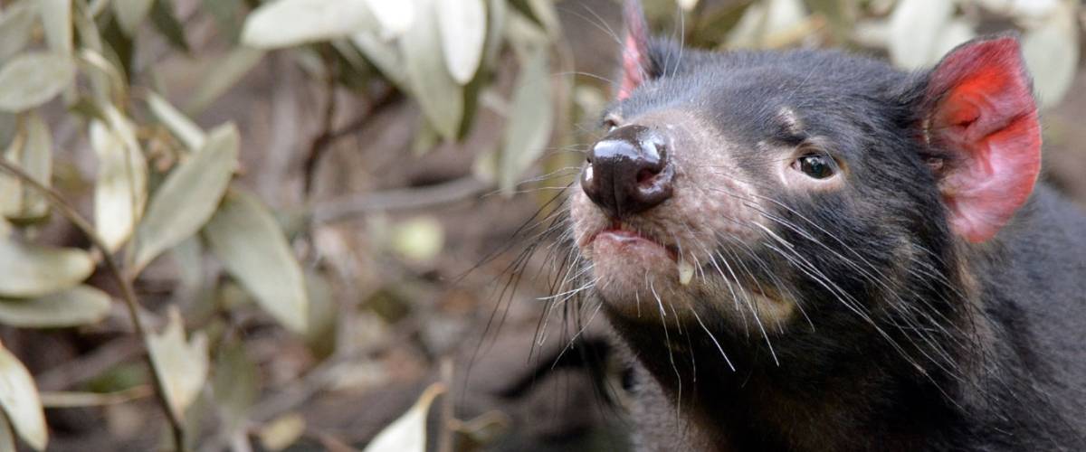 Stem Cell Research Provides Hope for Tasmanian Devils with a Deadly ...