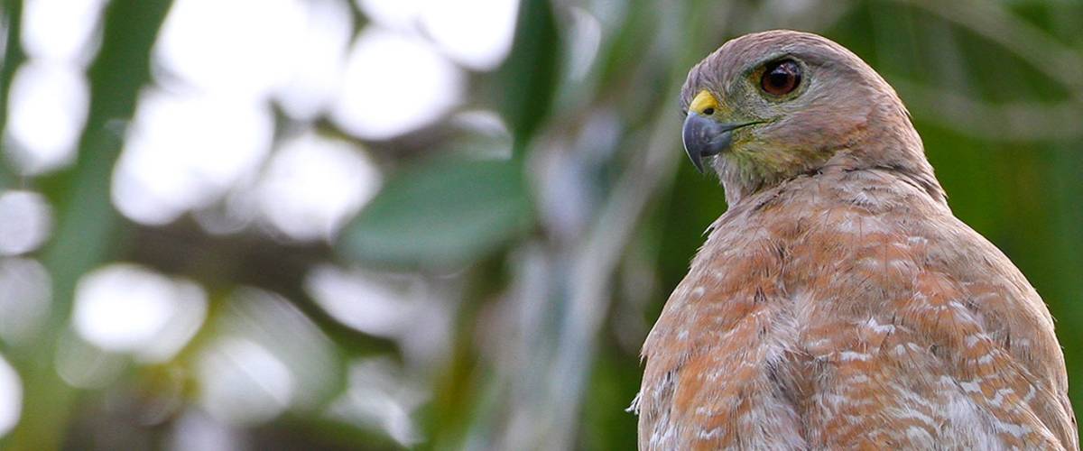 Ridgeway's Hawks Pilot Study - Letting Great Ideas Take Flight | Morris ...