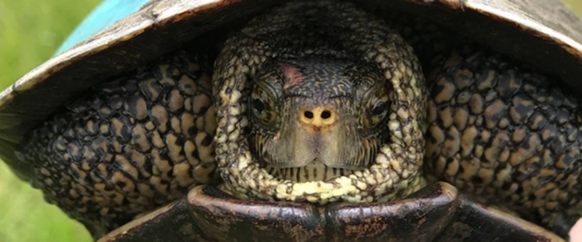 Morris Animal Foundation Study Identifies New Fungus Linked to ...