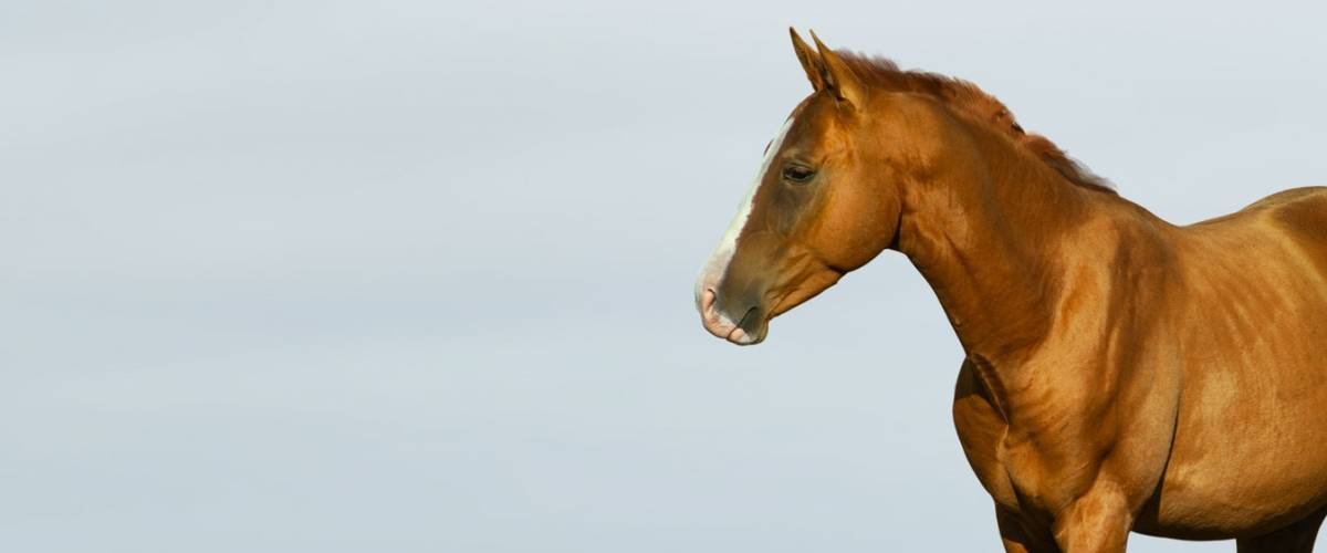 Horses in Respiratory Distress: Strangles, an Ancient Disease | Morris ...