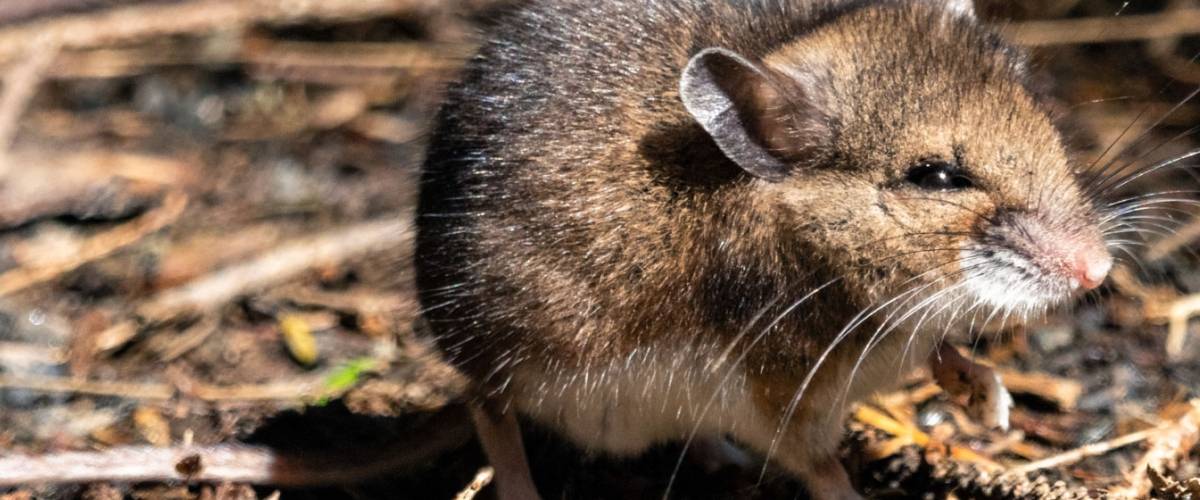 How a Tiny Mouse Might Help Other Species Recover from Near Extinction ...