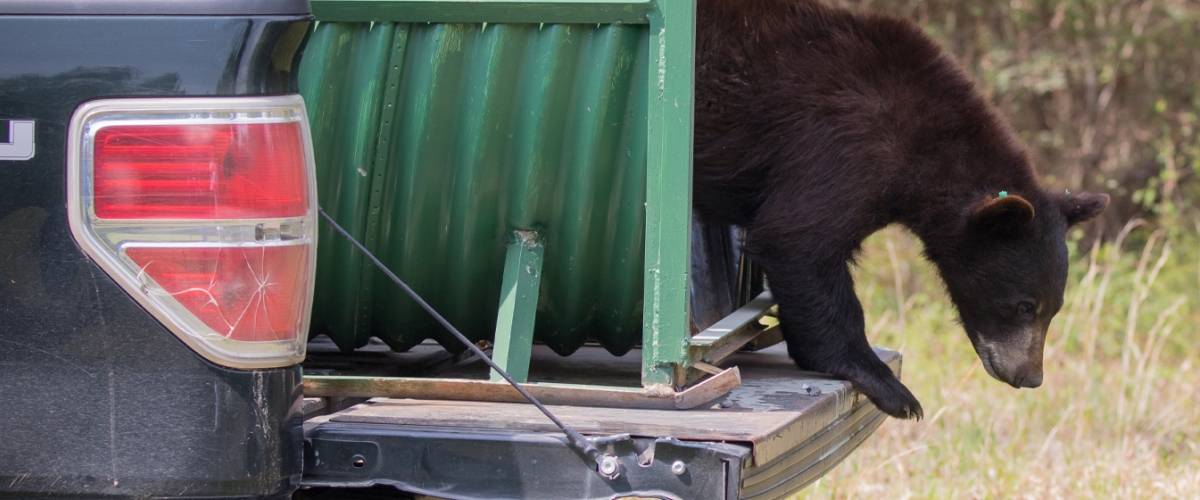 Managing Mange in Wildlife | Morris Animal Foundation